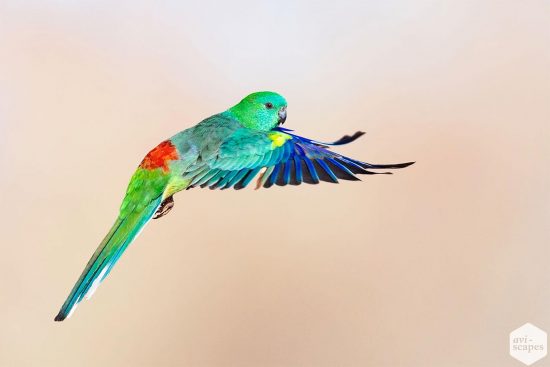 Aviscapes: Gorgeous Bird Photography by Jan Wegener | Daily design ...