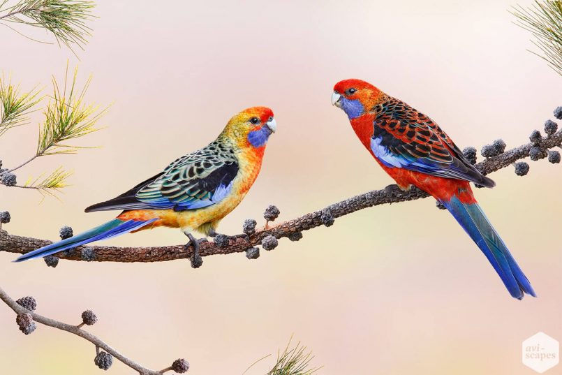 Aviscapes: Gorgeous Bird Photography by Jan Wegener | Daily design ...