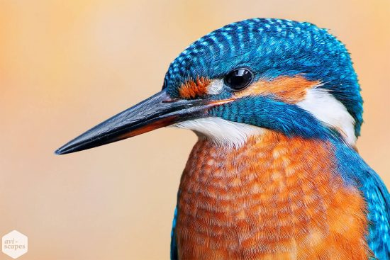 Aviscapes: Gorgeous Bird Photography by Jan Wegener | Daily design ...