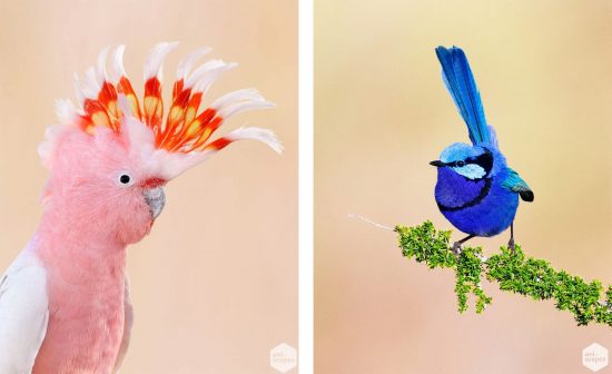 Aviscapes: Gorgeous Bird Photography by Jan Wegener | Daily design ...