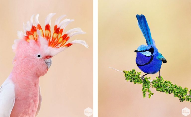 Aviscapes: Gorgeous Bird Photography by Jan Wegener | Daily design ...