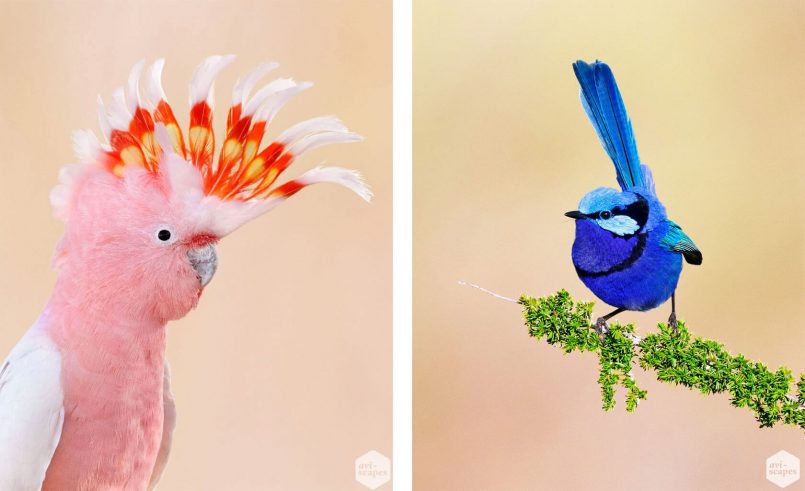 Aviscapes: Gorgeous Bird Photography by Jan Wegener | Daily design ...