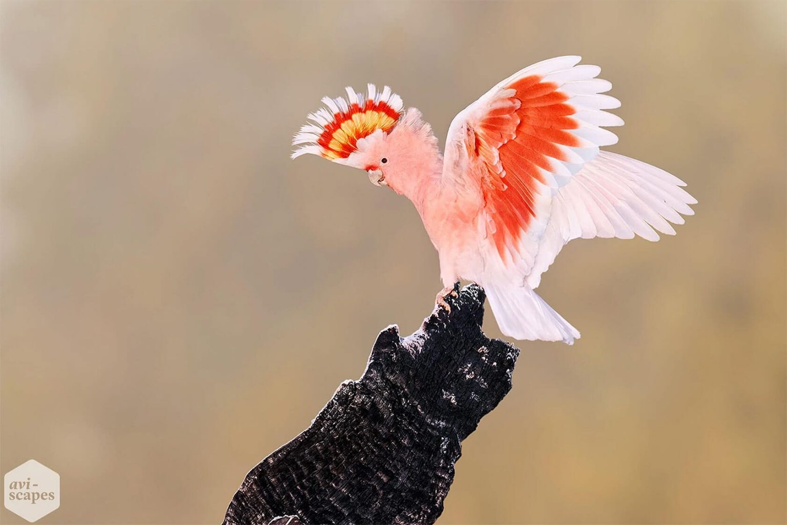 Aviscapes: Gorgeous Bird Photography by Jan Wegener | Daily design ...