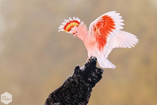 Aviscapes: Gorgeous Bird Photography by Jan Wegener | Daily design ...