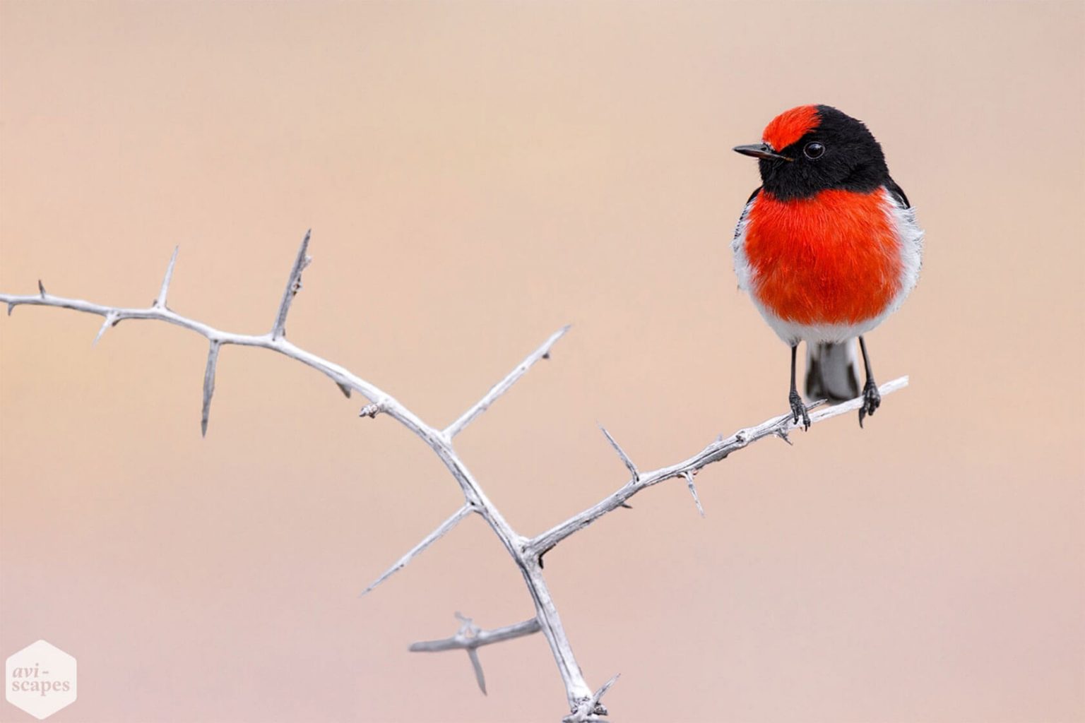 Aviscapes: Gorgeous Bird Photography by Jan Wegener | Daily design ...