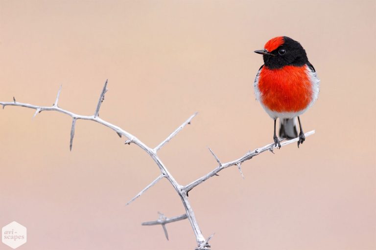 Aviscapes: Gorgeous Bird Photography by Jan Wegener | Daily design ...