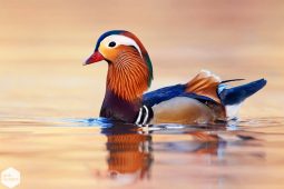 Aviscapes: Gorgeous Bird Photography by Jan Wegener | Daily design ...