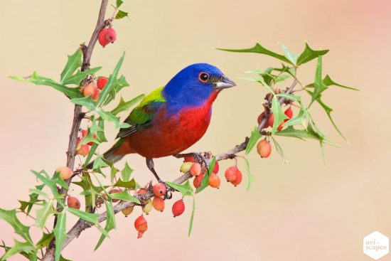 Aviscapes: Gorgeous Bird Photography by Jan Wegener | Daily design ...