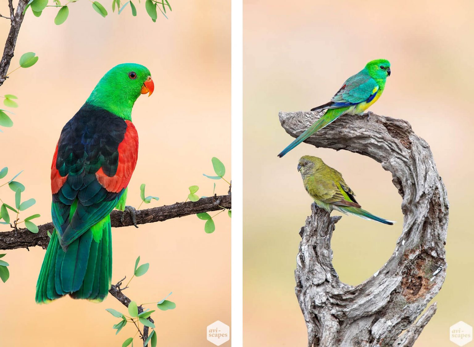 Aviscapes: Gorgeous Bird Photography by Jan Wegener | Daily design ...