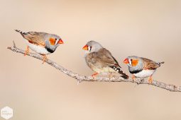 Aviscapes: Gorgeous Bird Photography by Jan Wegener | Daily design ...