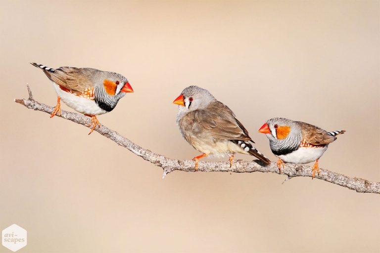 Aviscapes: Gorgeous Bird Photography by Jan Wegener | Daily design ...