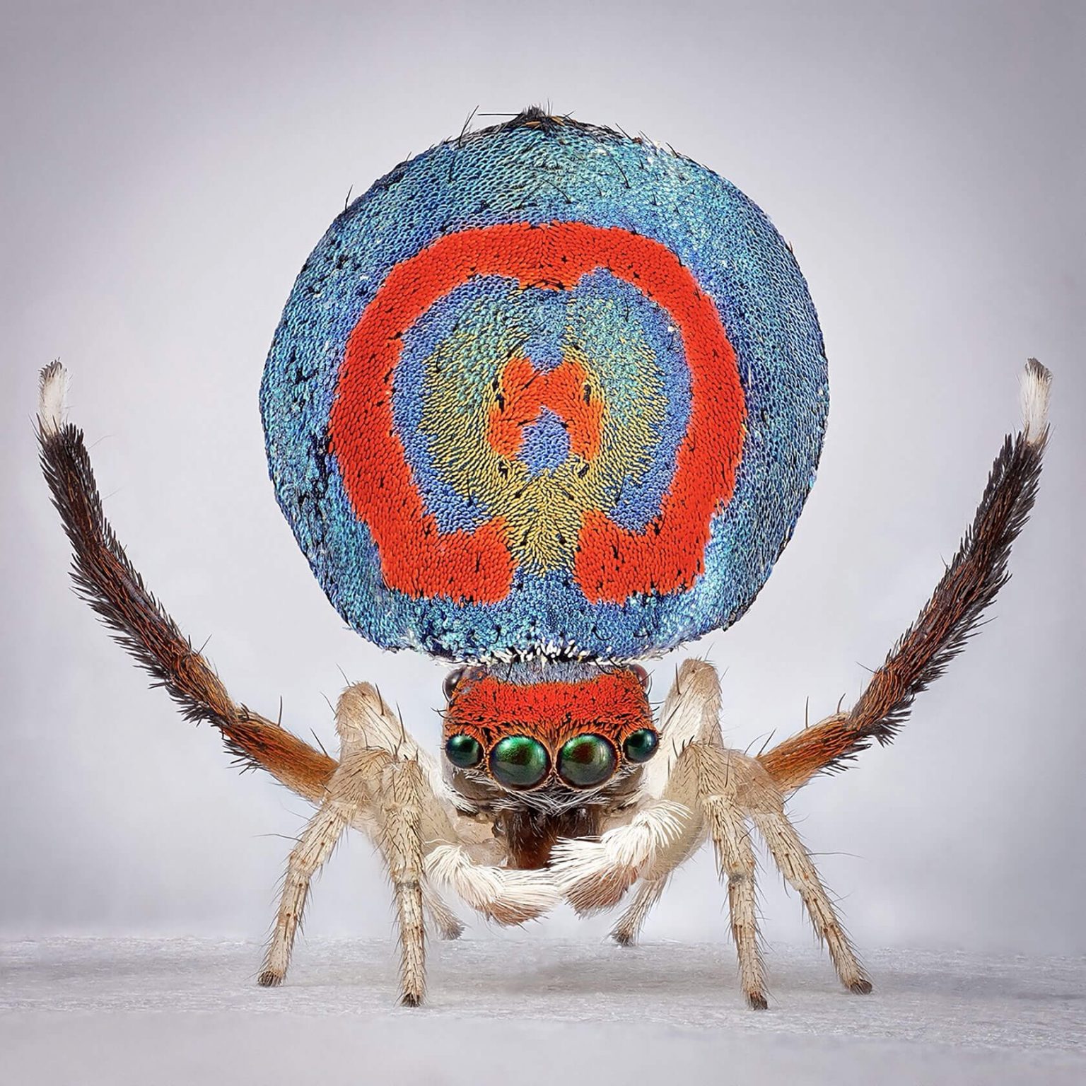 Spiders of Paradise: Photos by Maria Fernanda Cardoso | Daily design ...