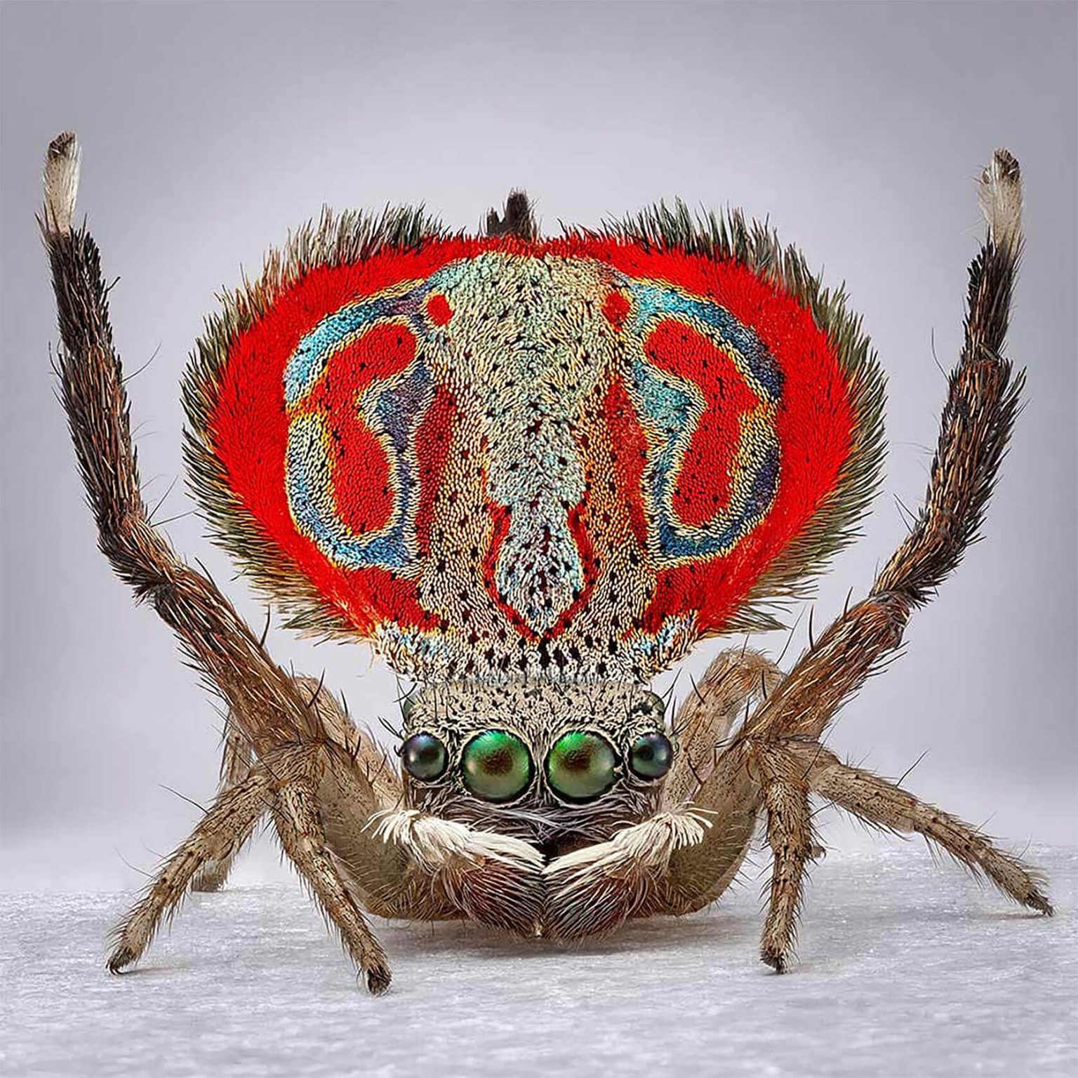 Spiders of Paradise: Photos by Maria Fernanda Cardoso | Daily design ...
