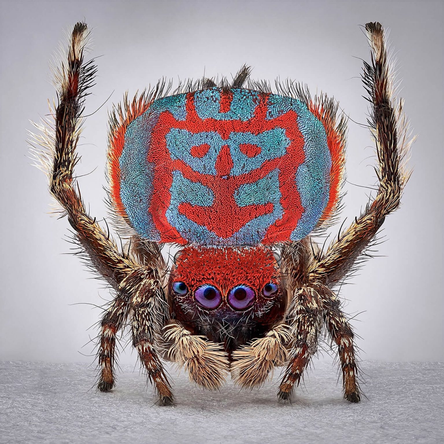 Spiders of Paradise: Photos by Maria Fernanda Cardoso | Daily design ...