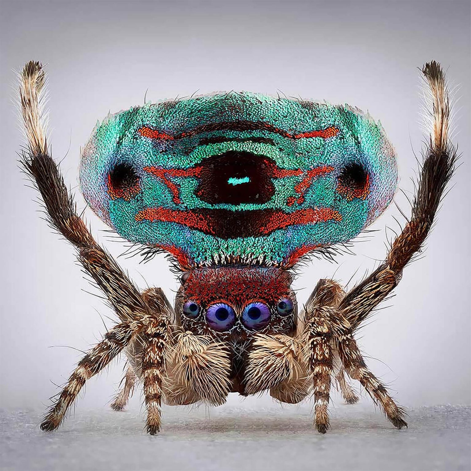 Spiders of Paradise: Photos by Maria Fernanda Cardoso | Daily design inspiration for creatives ...