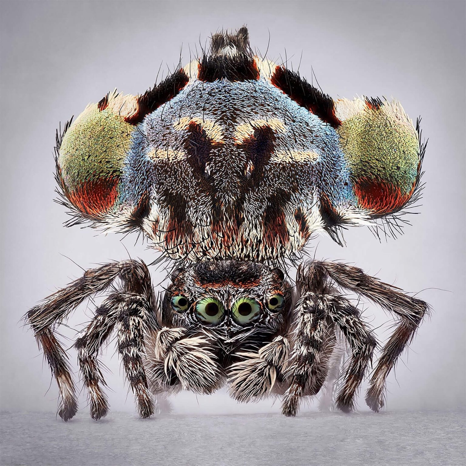 Spiders of Paradise: Photos by Maria Fernanda Cardoso | Daily design ...