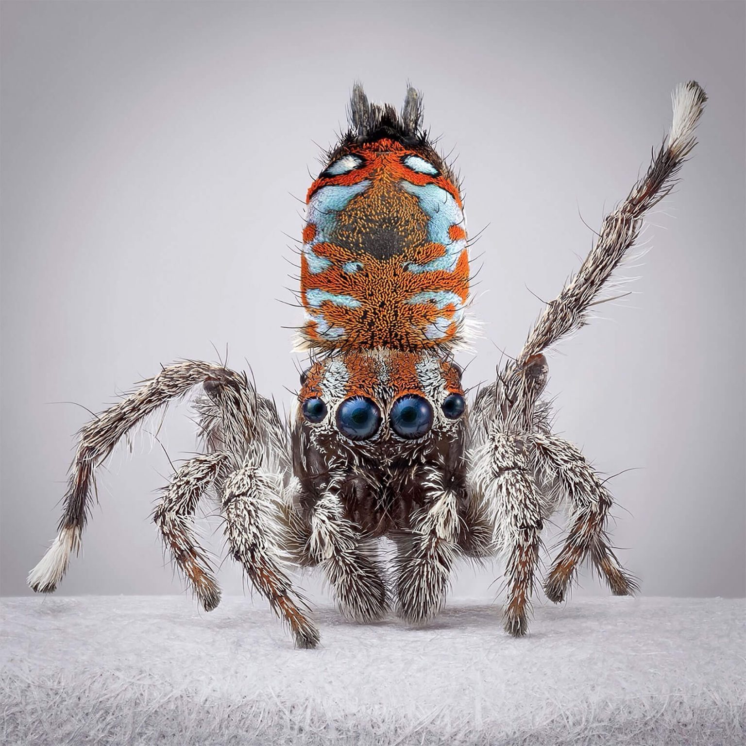 Spiders of Paradise: Photos by Maria Fernanda Cardoso | Daily design ...