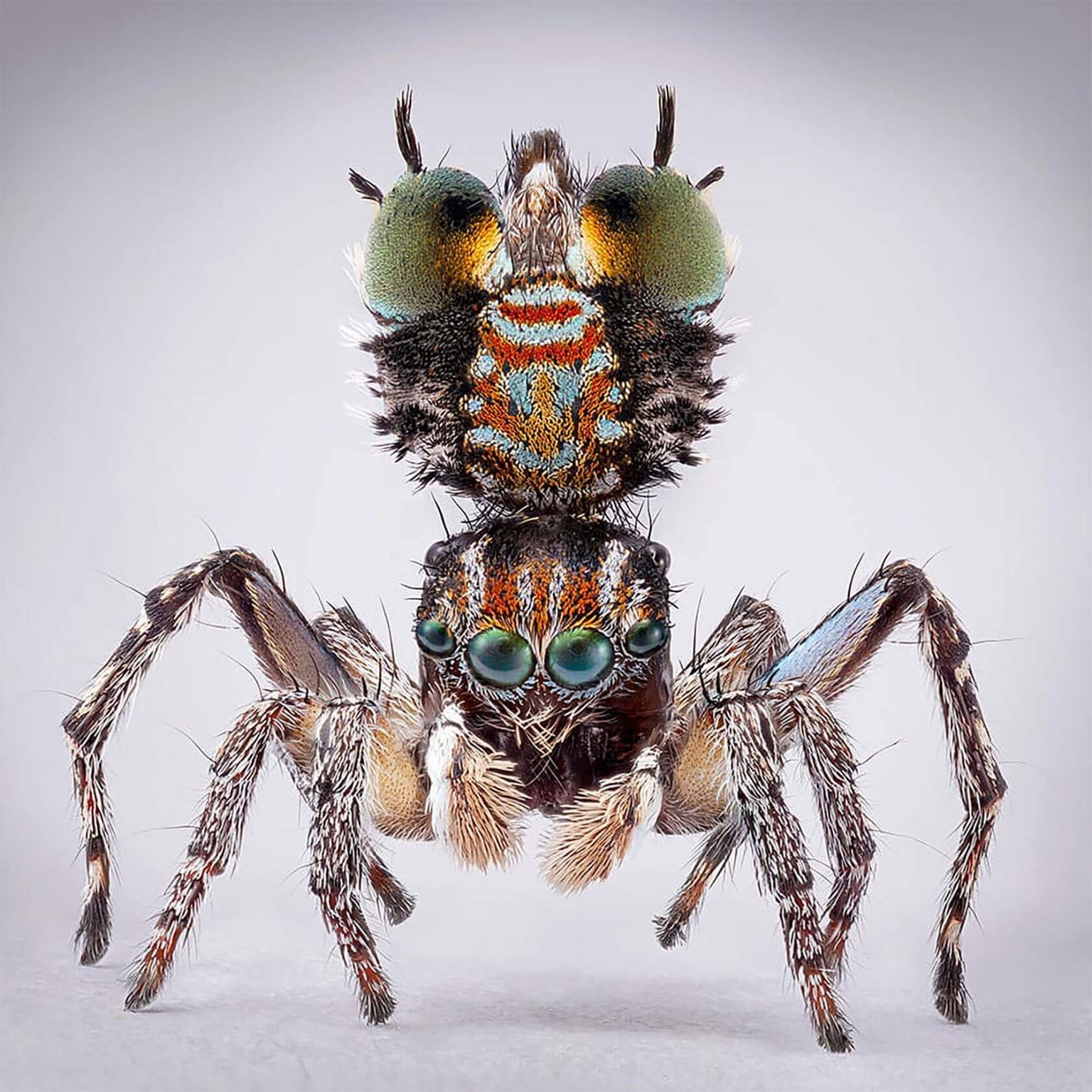 Spiders of Paradise: Photos by Maria Fernanda Cardoso | Daily design ...