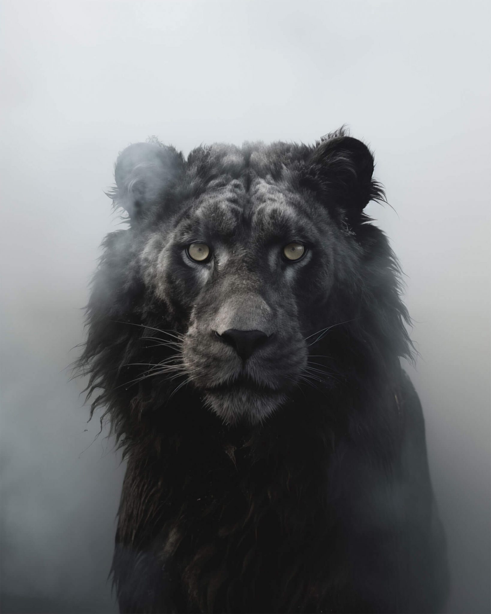 Biophilia: Ethereal Animal Portraits by Jim Naughten | Daily design ...