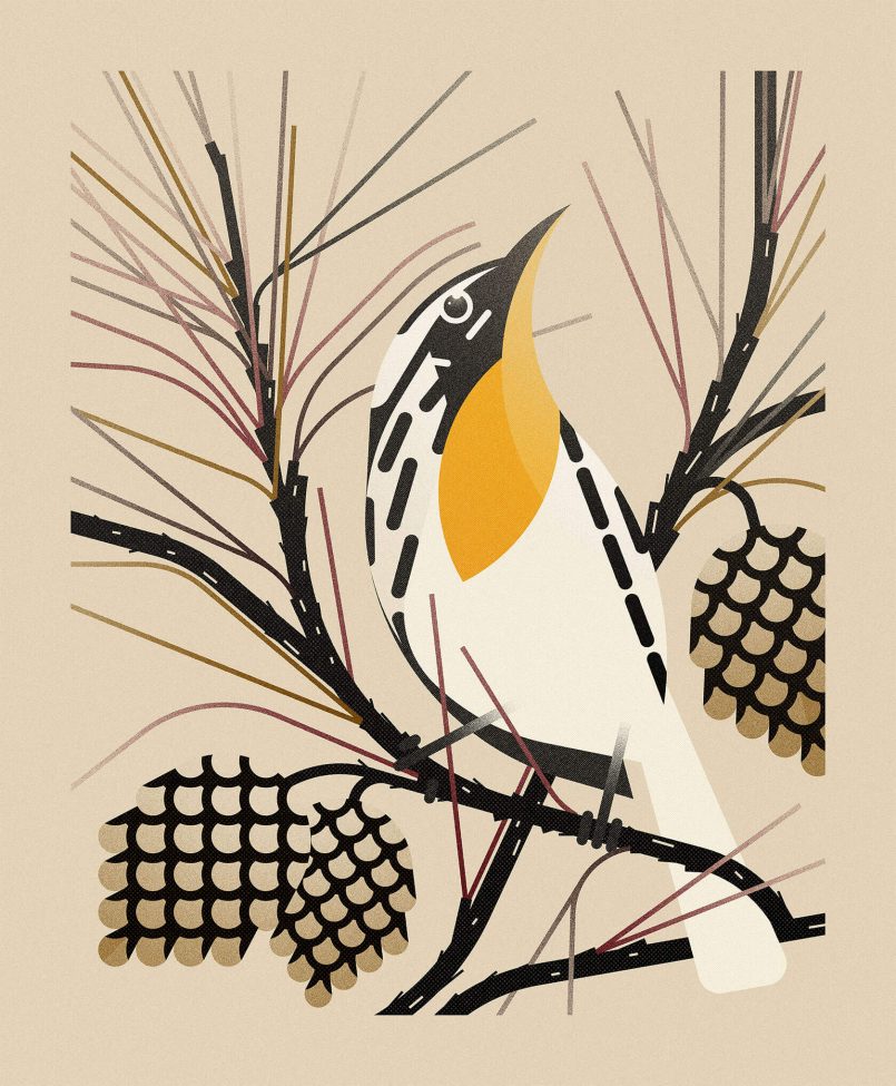 Inspired by Nature: Wild Illustrations by Emma Clinton | Daily design ...