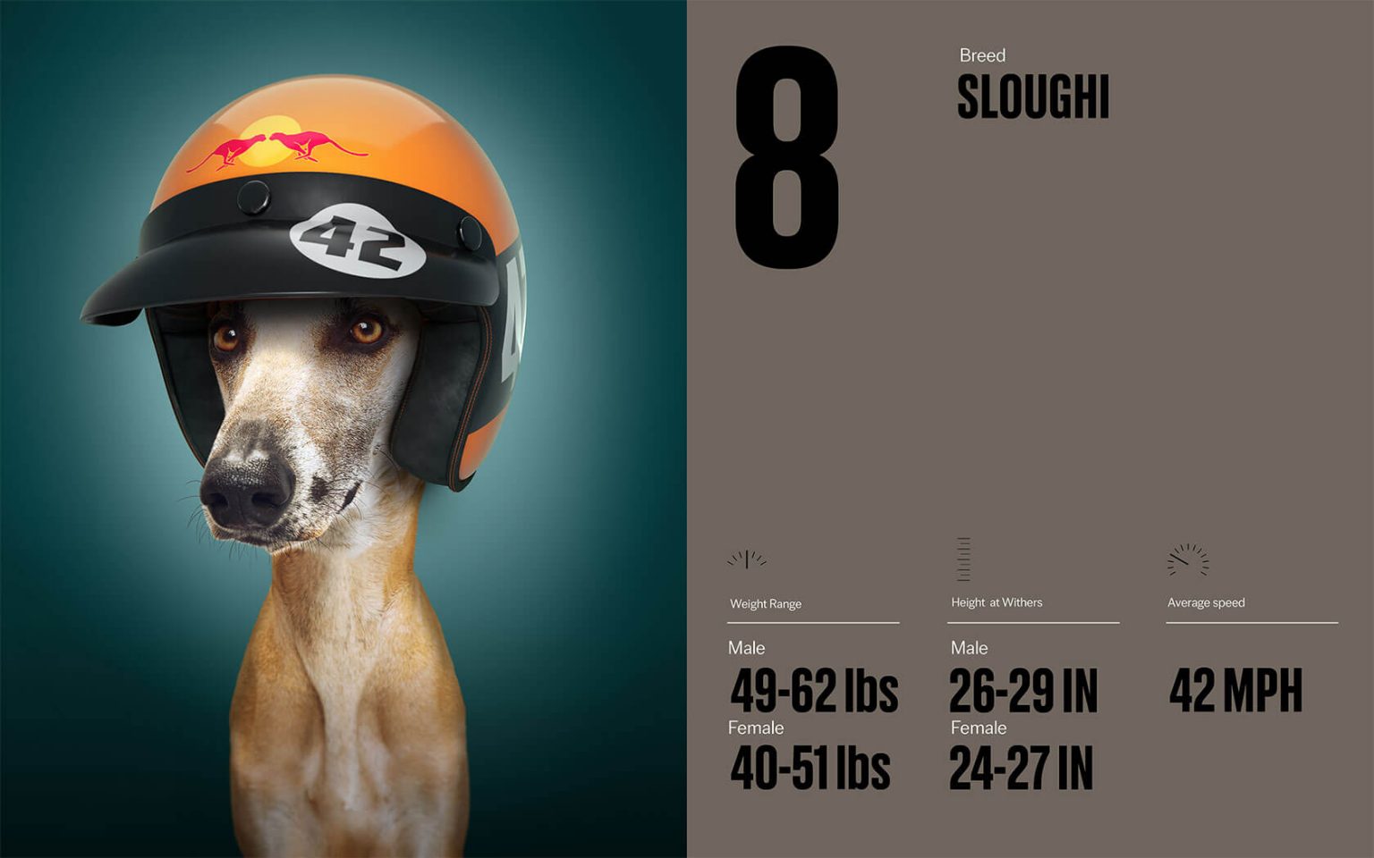 Fast & Curious: Meet The Fastest Dogs in the World | Daily design ...