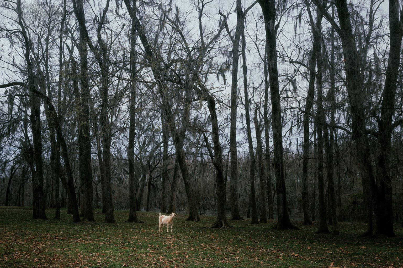 A Deep South Story: A Cinematic Photo Series by Dan Lior | Daily design ...