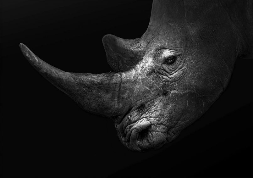 The Primal Gaze: Black & White Animal Portraits by Darrel Rhea | Daily ...