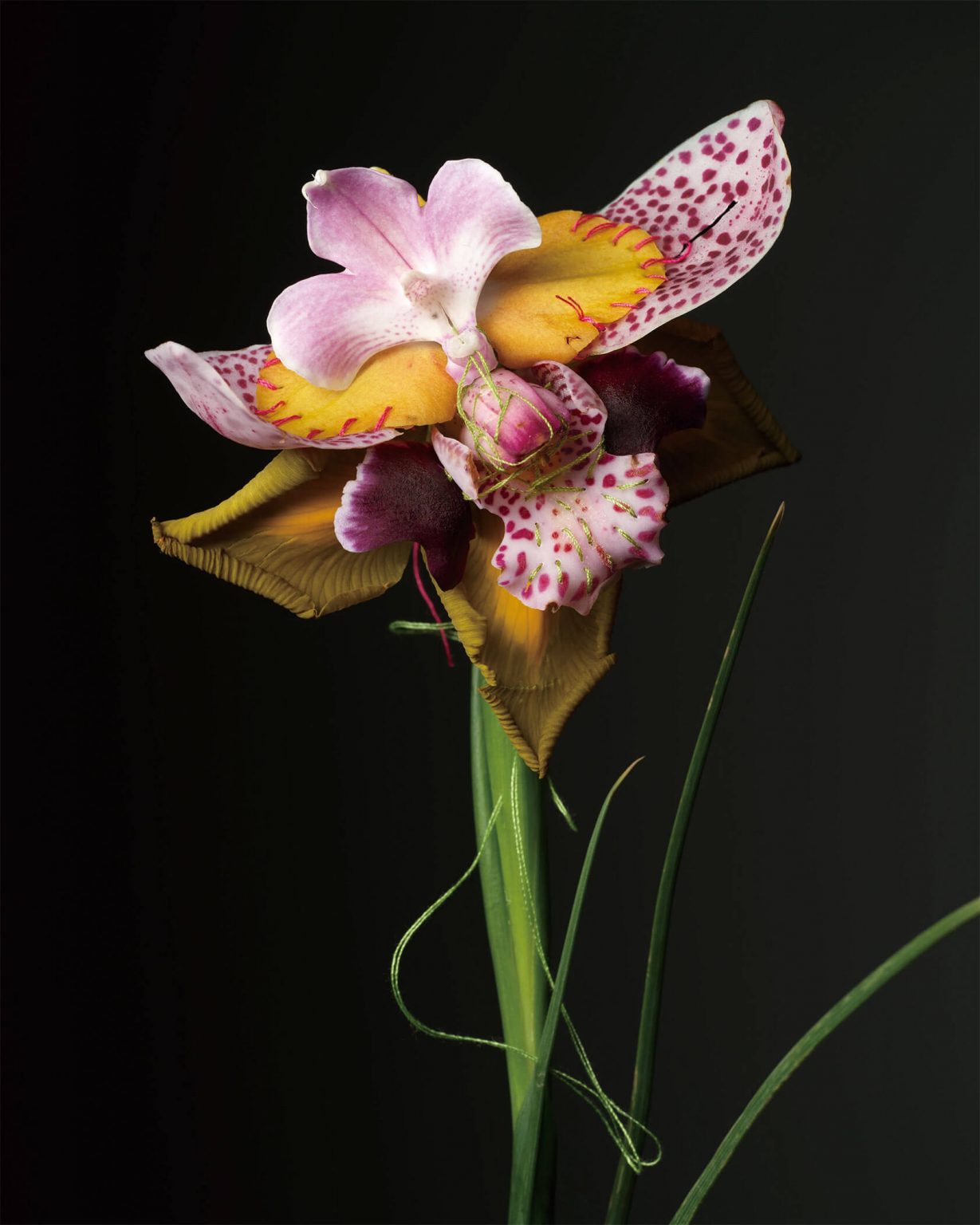 Adagio: Floral Experiments by Cheuk Lun Lo & Vanessa Lyu | Daily design ...