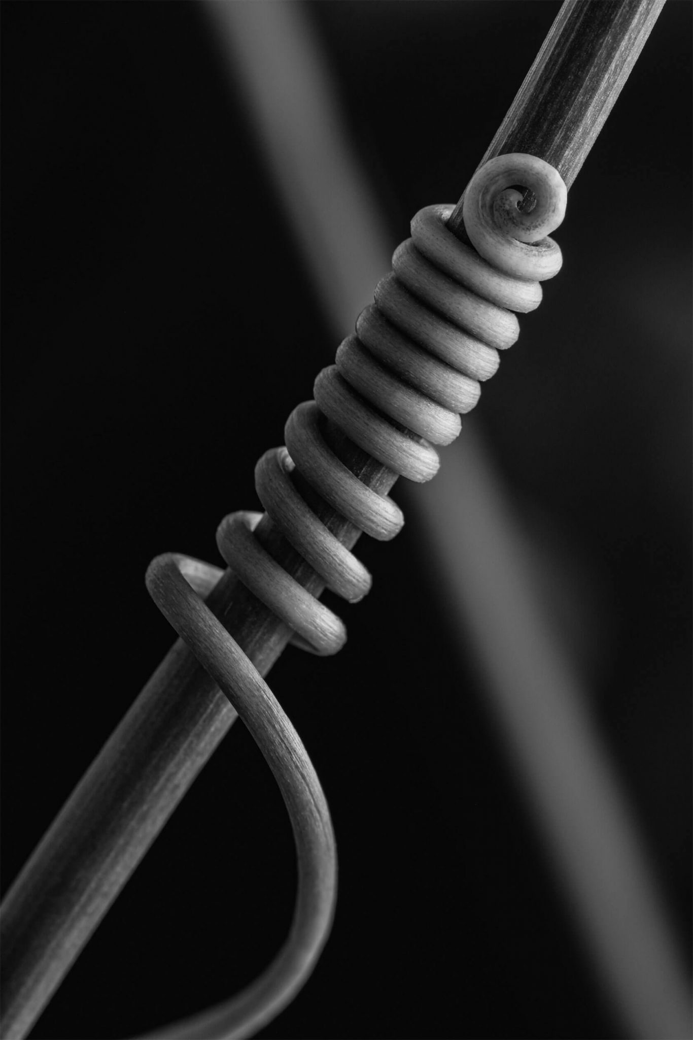 Passion Fruit: Bruno Militelli’s Hypnotic Study of Nature’s Intricate ...