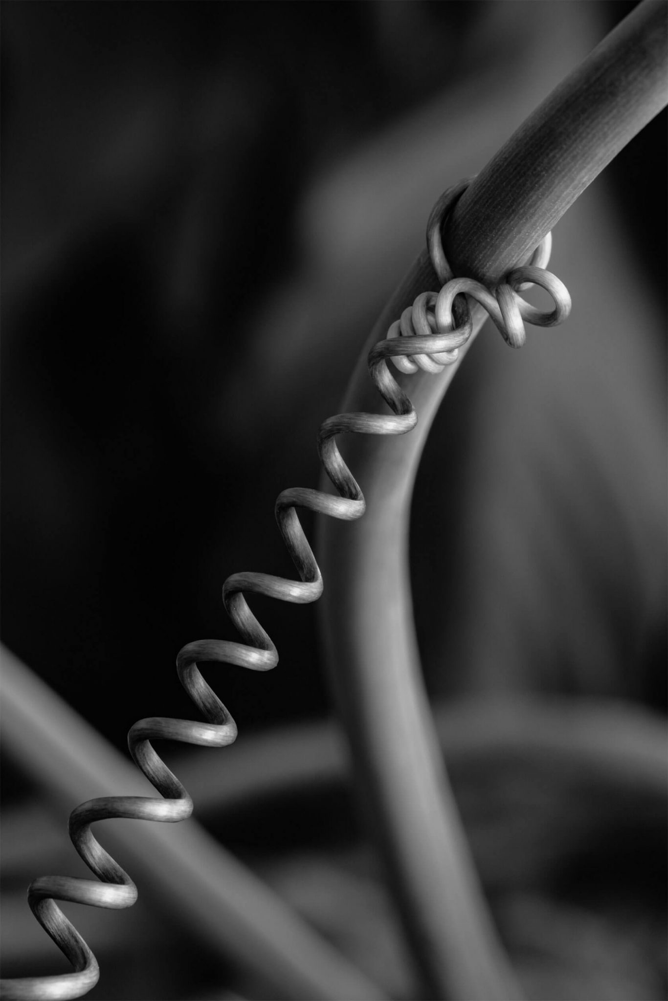 Passion Fruit: Bruno Militelli’s Hypnotic Study of Nature’s Intricate ...