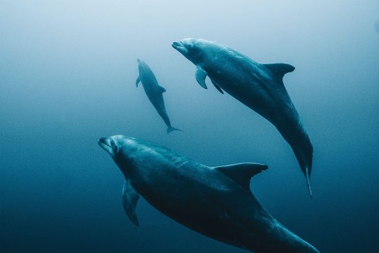 Into the Blue: Underwater Photography by David Storm | Daily design ...